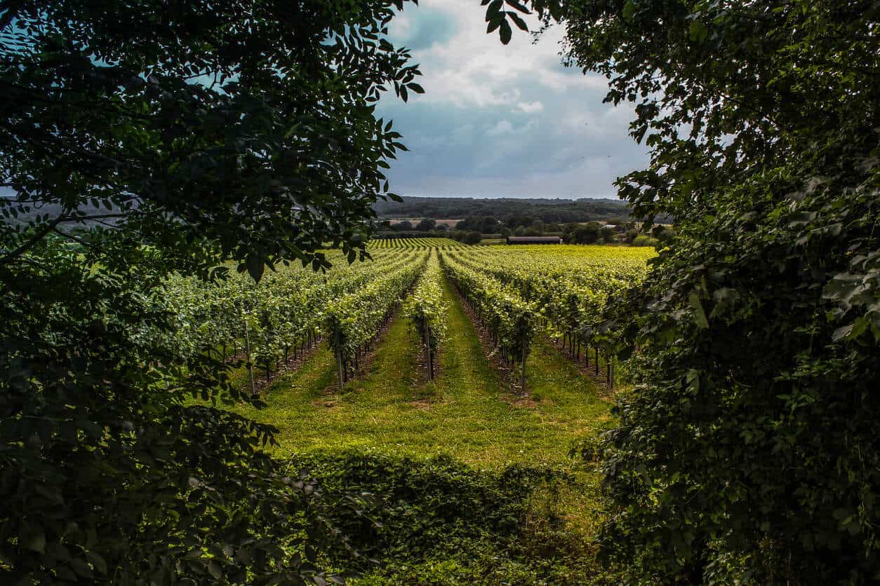 5 'Inspiring' reasons you need to try English Sparkling Wine ...